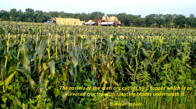 Harvesting corn: Down on the farm ~ Garden Architecture Blog