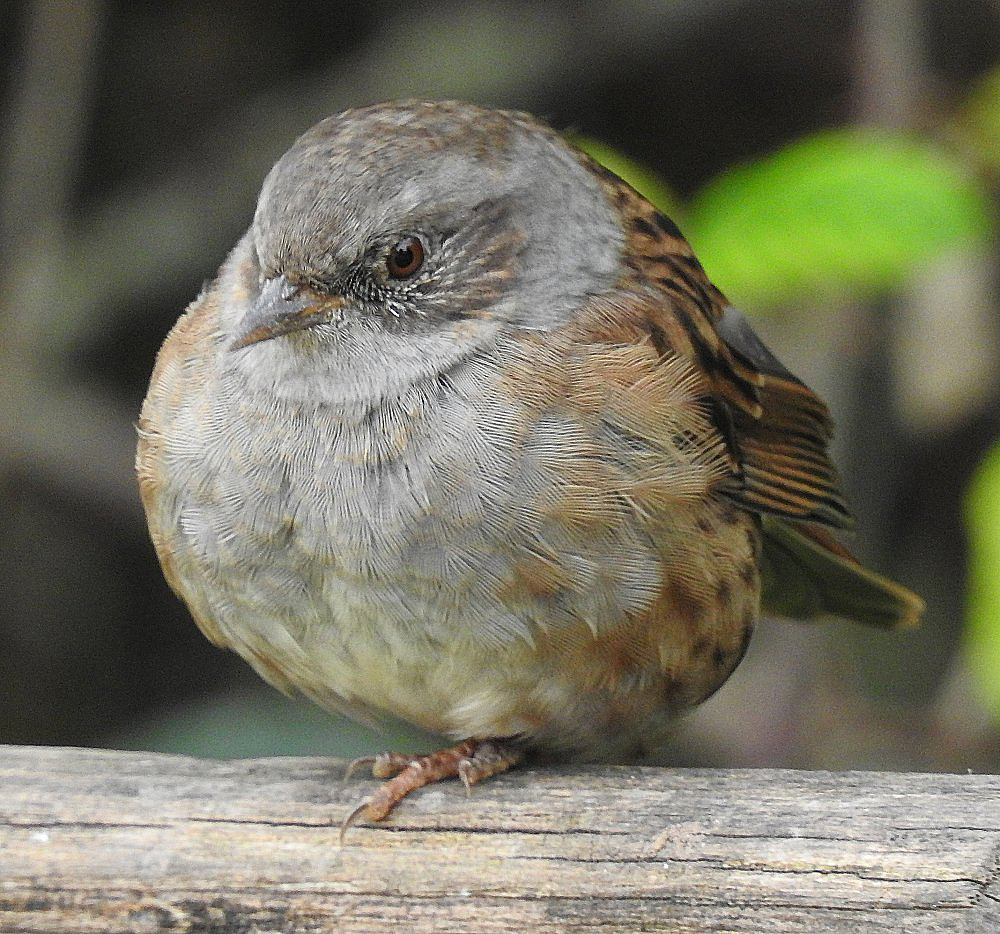 CAMBRIDGESHIRE BIRD CLUB GALLERY: Dunnock