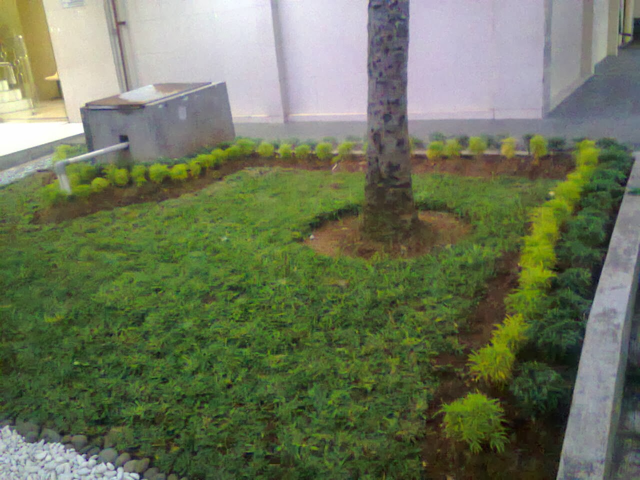 brokoli hias daun kuning tanaman hias border perawatan mudah | Ikatan ...
