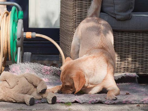 Of Forest Delight Labradors