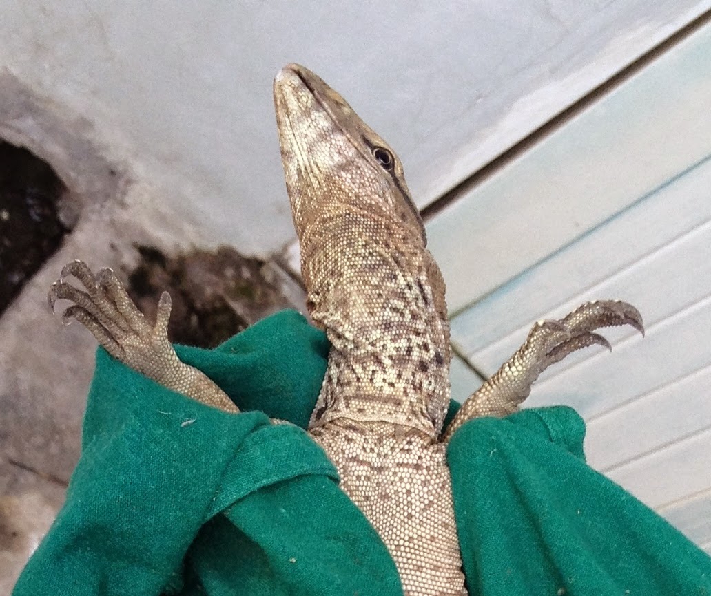 Wings & Fangs Conservation Trust: Monitor lizard ( goh,gho )