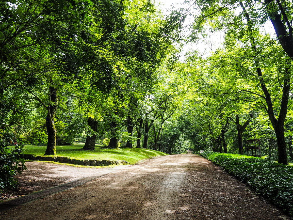 MELBOURNE SNAPS AVENUE OF TREES melbourne-snaps-avenue-of-trees