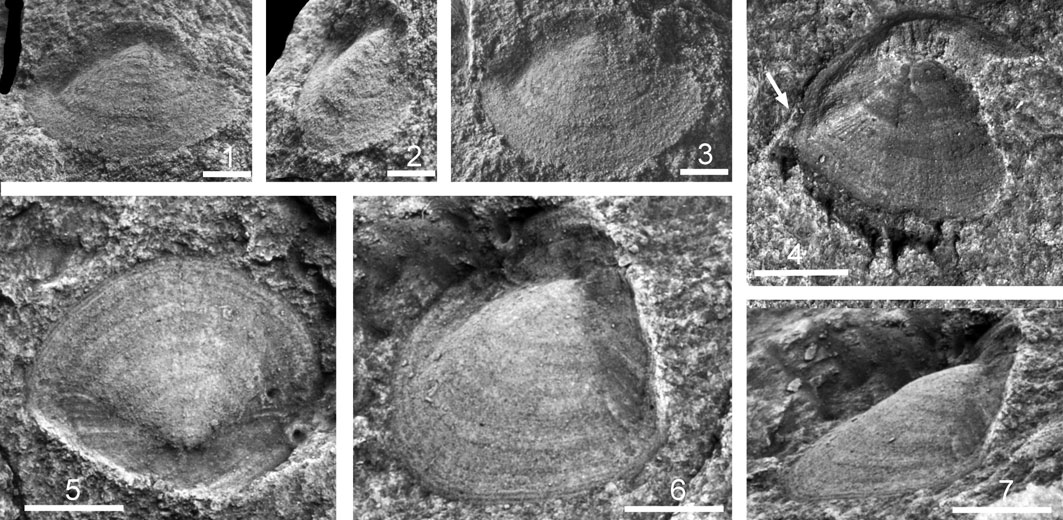 Sciency Thoughts: Hyoliths from the Early Cambrian Murray Shale of ...