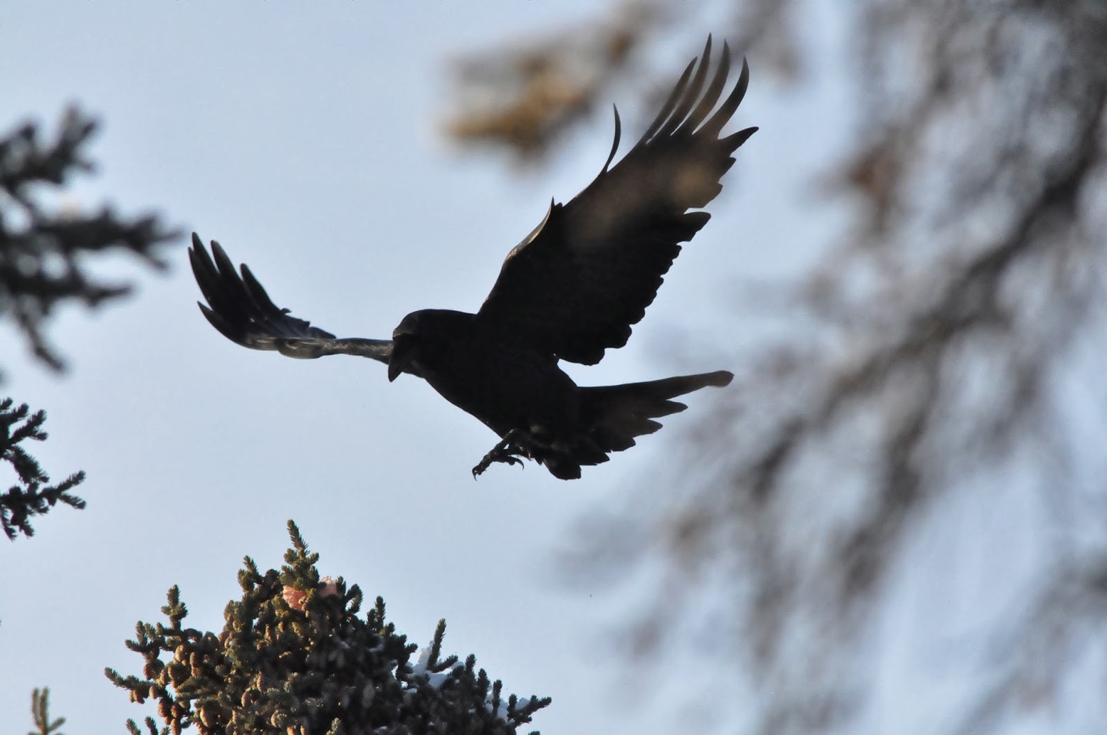 Andy foto natura: Cuervos