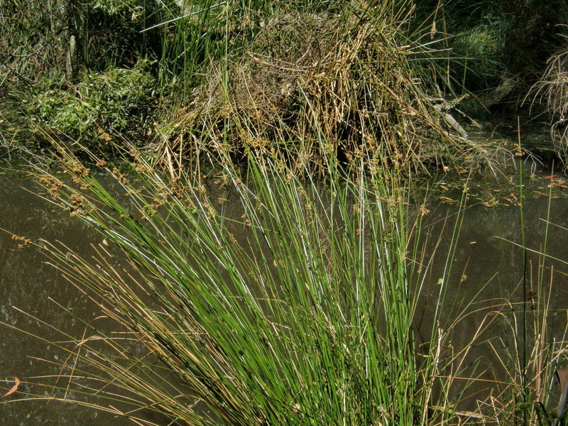 Montrose's Wild Garden: Grasses,Ferns,Groundcovers & Climbers