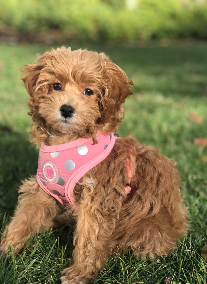Cavapoo Dog Breed Body Appearance & Characteristics
