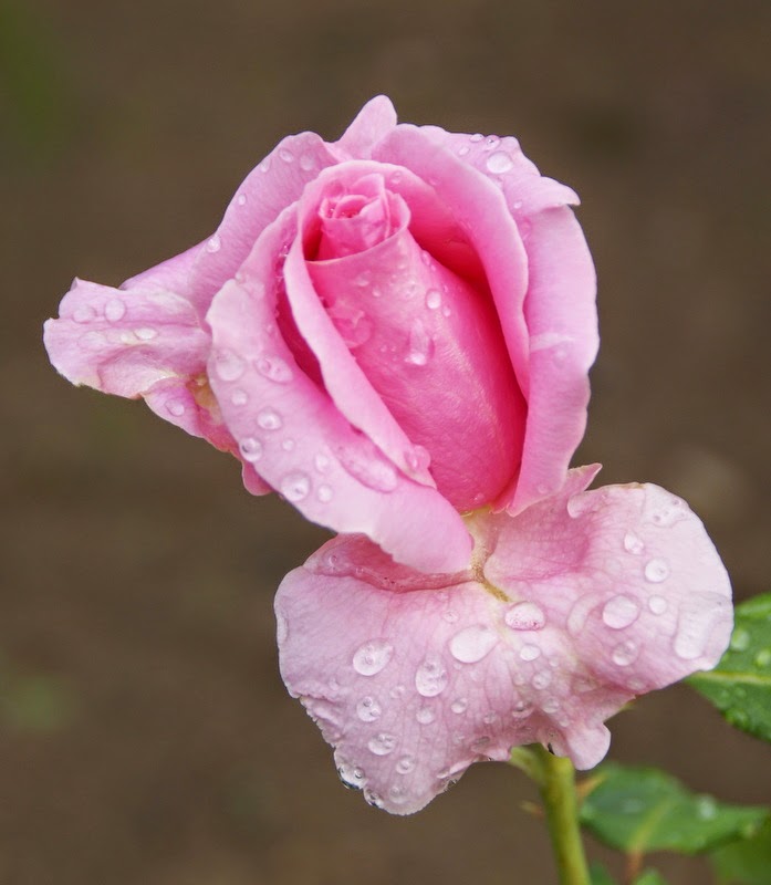 Organic Garden Dreams: October Roses