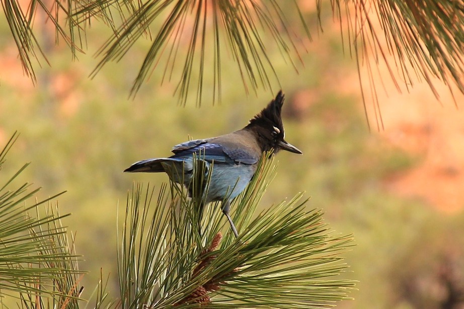 Nevada and Utah: Stellar Jay