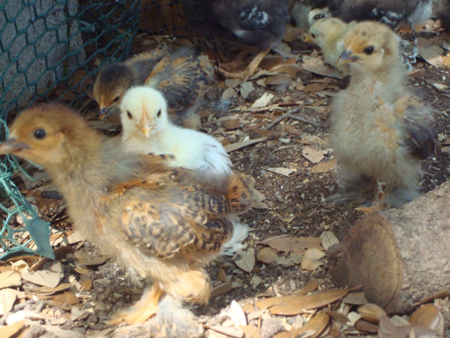 Tiny Chickens: mille fleur cochin bantam chicks - 2 weeks old July 10