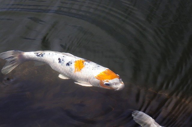 Koi Fish – How Big Do Koi Grow Depends On Size of Pond | Koi Fish Care ...