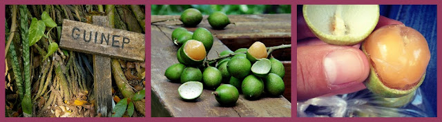 ThE DoTY LiFe: GuiNeP sEasON