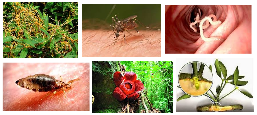 Intan Nirmala Blog's: INTERAKSI MAKHLUK HIDUP DENGAN LINGKUNGAN