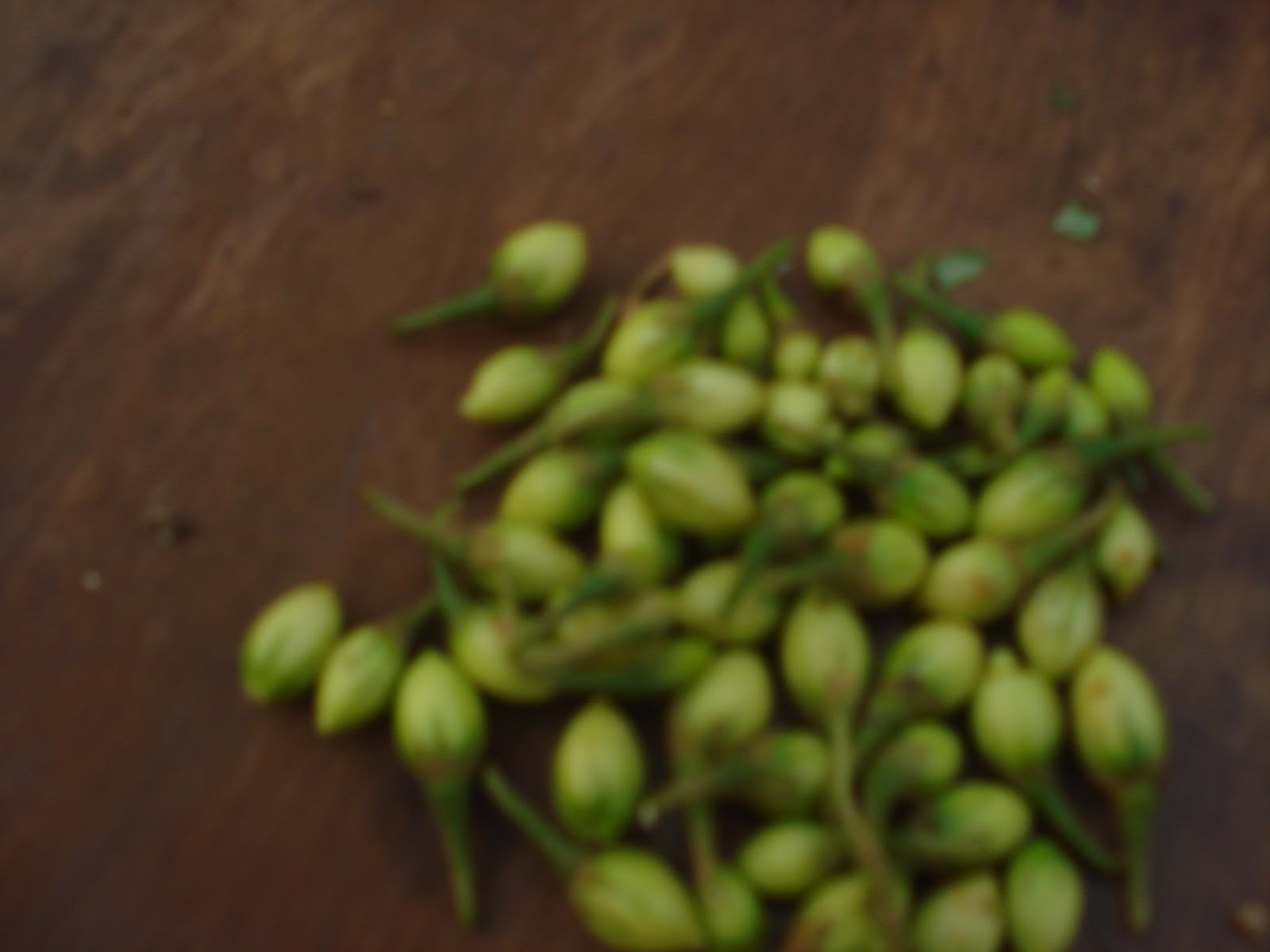 In my Opinion: The African Brinjal small bitter eggplants