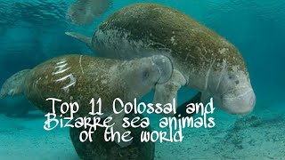 Animal video - bizarre life series 2020