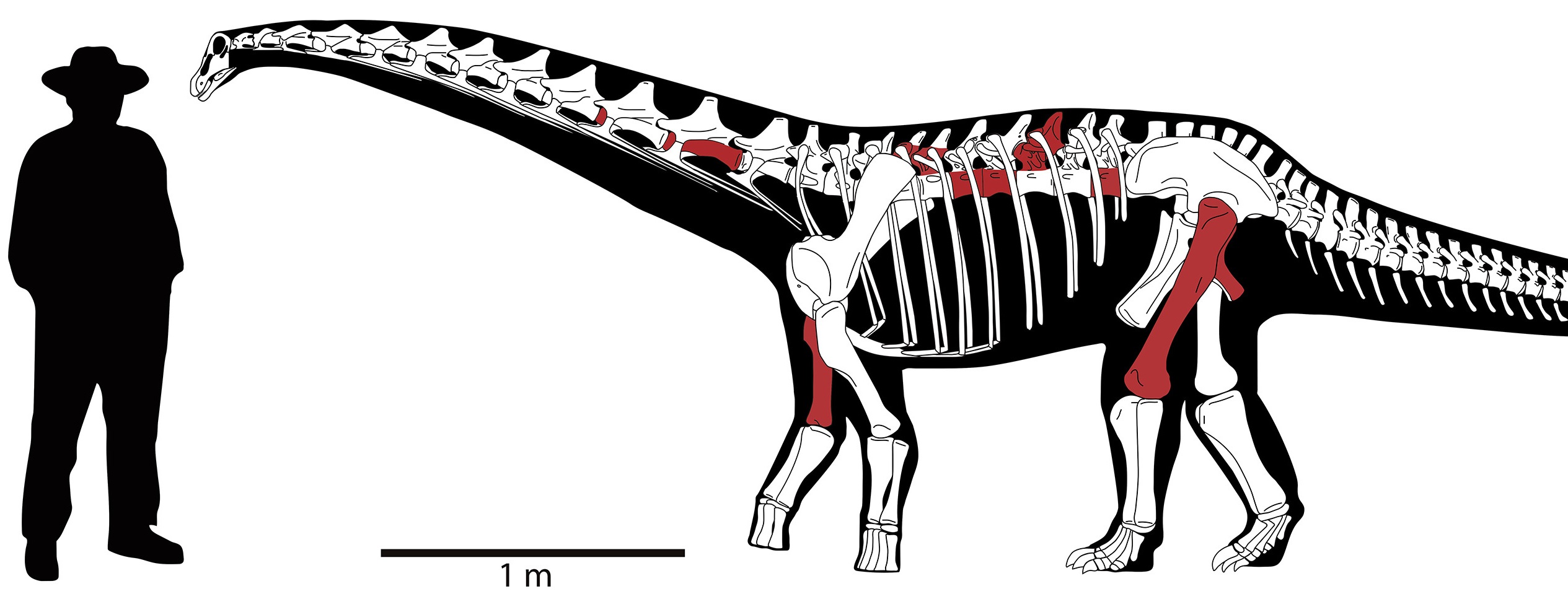 Species New to Science: [Paleontology • 2021] Arackar licanantay • A ...