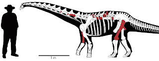 Species New to Science: [Paleontology • 2021] Arackar licanantay • A ...