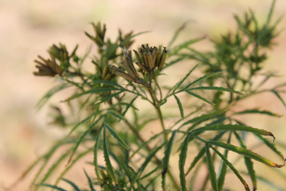 🌿 Tuinmaak in Suid Afrika 🌵: Kruie in die tuin