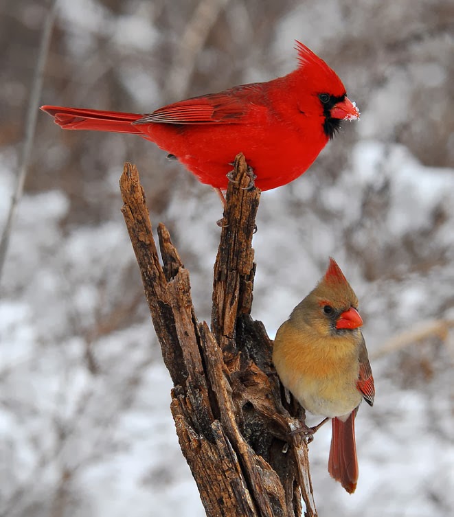 Most Beautiful Bird in the World, Cardinal |MyRokan