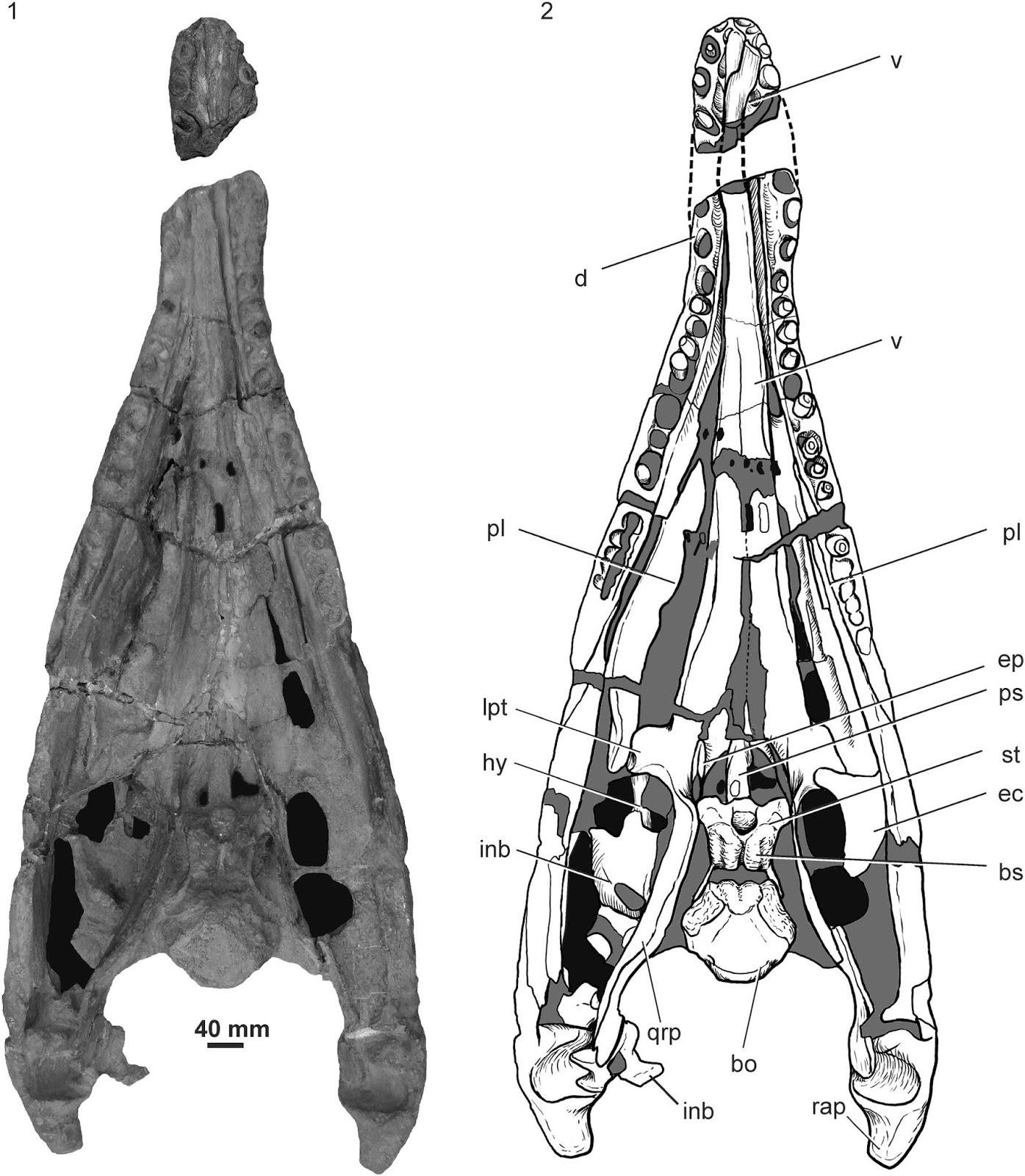 My Prehistoric Saga: Size Calculations for Pliosaurs: