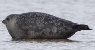 foca´s blog: La Foca anillada