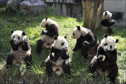 Panda tiernos - Imagui