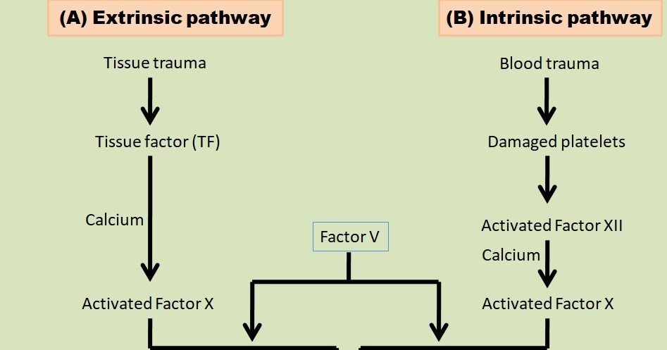 Human Anatomy Blood Definition Function Composition Physiology and ...