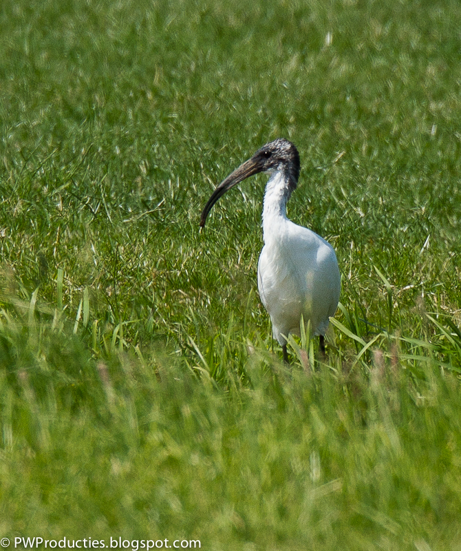 PW Fotografie: Rare vogel