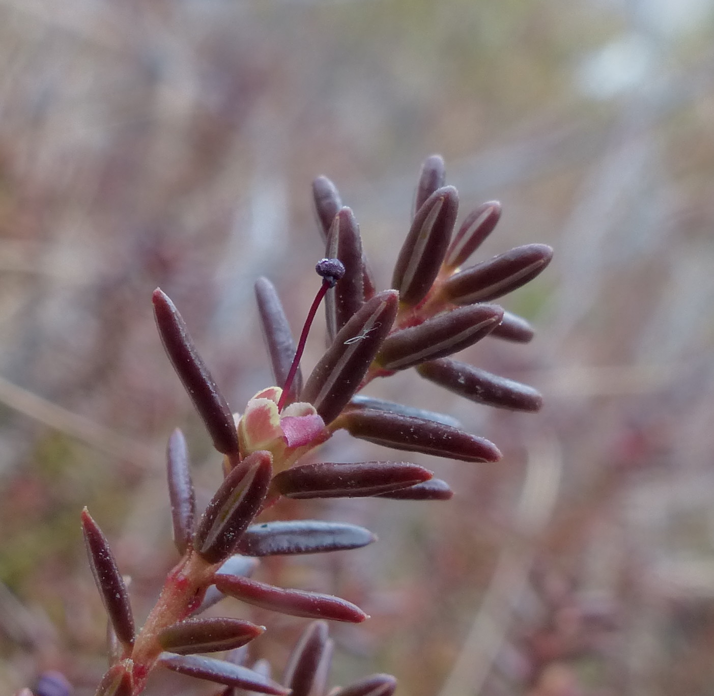 keeper of wild places: Empetrum nigrum