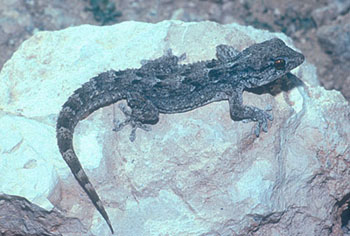 Destinos turísticos Inés : PARQUE NACIONAL DE TIMANFAYA