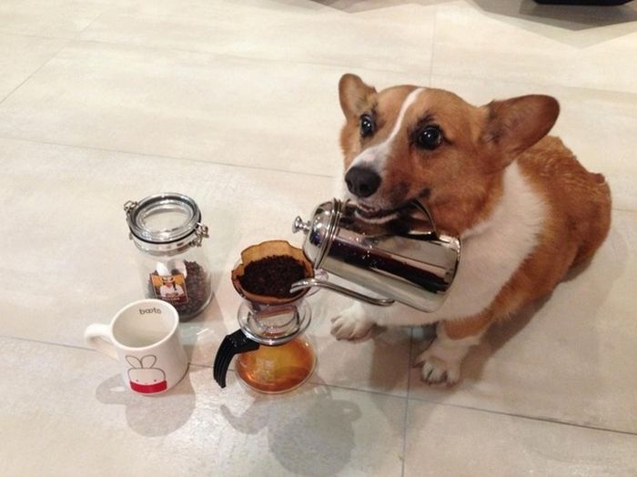 El perro que sabe preparar café - Portal de entretenimiento online