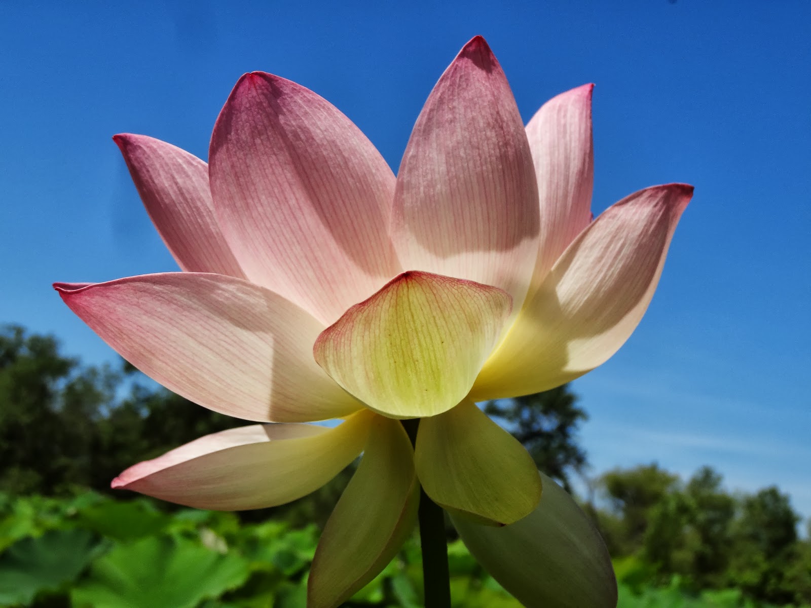 Love, Joy and Peas: Lotus Flower Photos & Haiku Poem