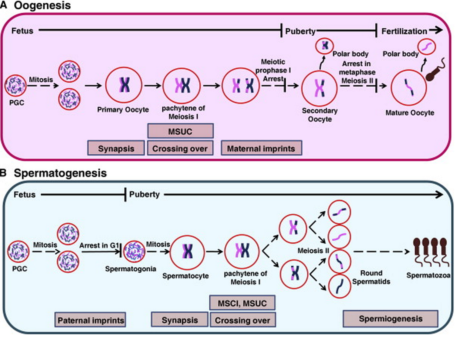 Ovogénesis y ciclo meiótico femenino. ~ Ciber-Genética