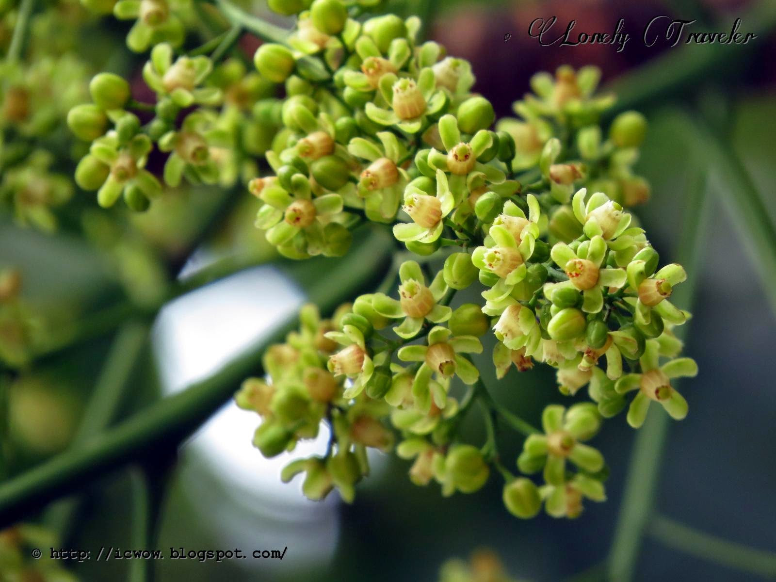 Mahogany flower (মেহগনি ফুল) - Swietenia macrophylla