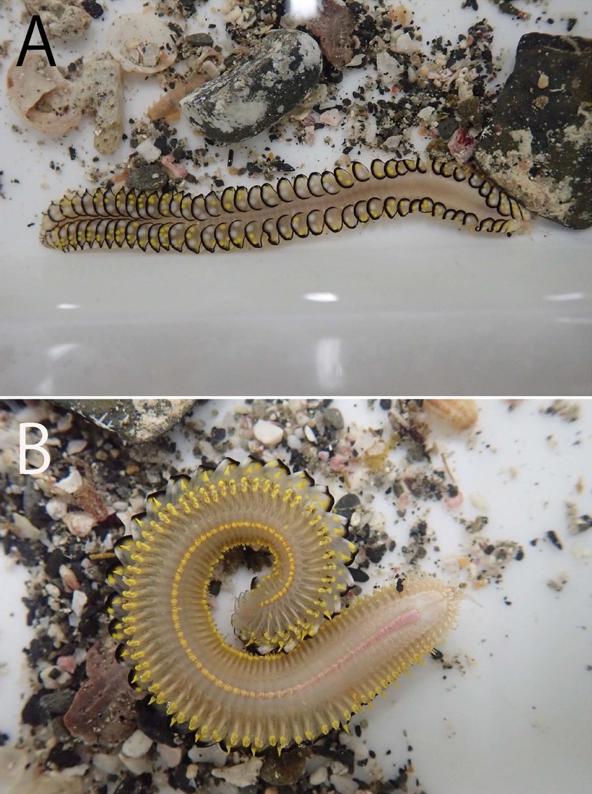 Species New to Science: [Invertebrate • 2019] Polyodontes kuroshio • A ...
