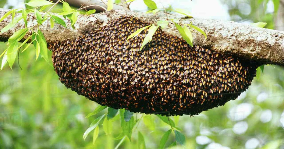 BEEHIVE | EducareRajesh@Rajesh Konwar. The destination of learning. BEEHIVE | EducareRajesh@Rajesh Konwar. The destination of learning.