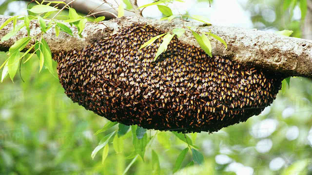 BEEHIVE | EducareRajesh@Rajesh Konwar. The destination of learning.