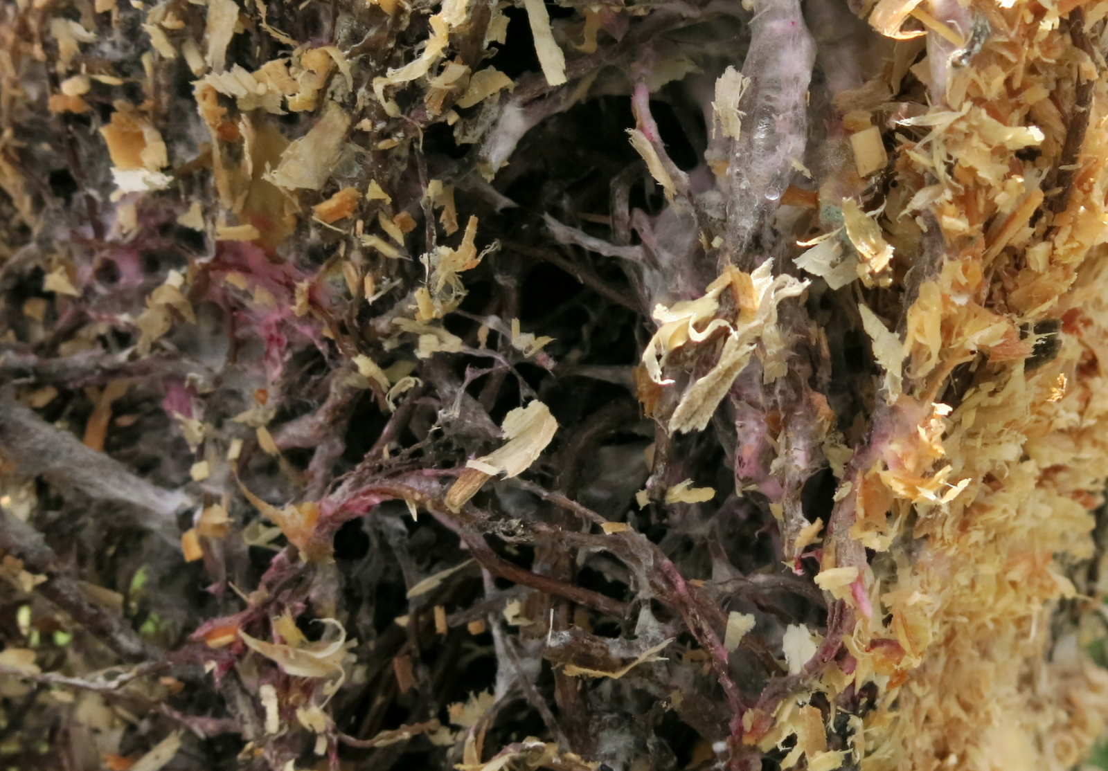 EnoViti: Nursery Choices Matter