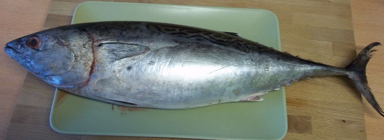 Cómo conservar melva en aceite - Cocinar con-Ciencia