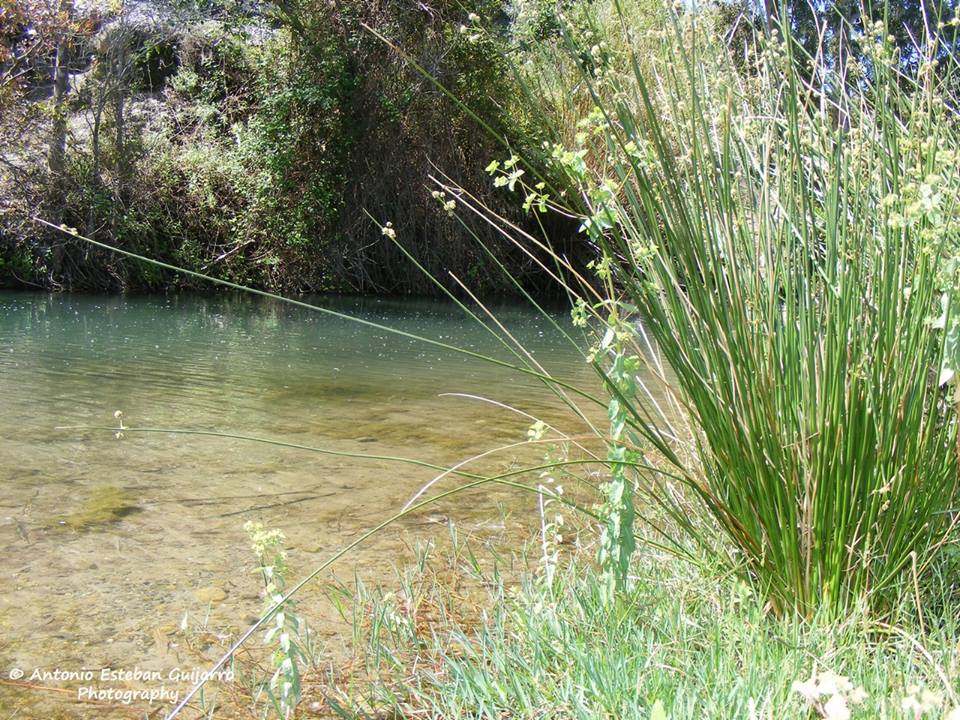 Francisco Antúnez Martín: JUNCOS