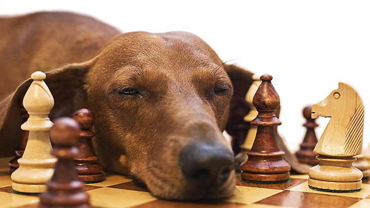 Tipos de inteligencia canina - Ecomundo