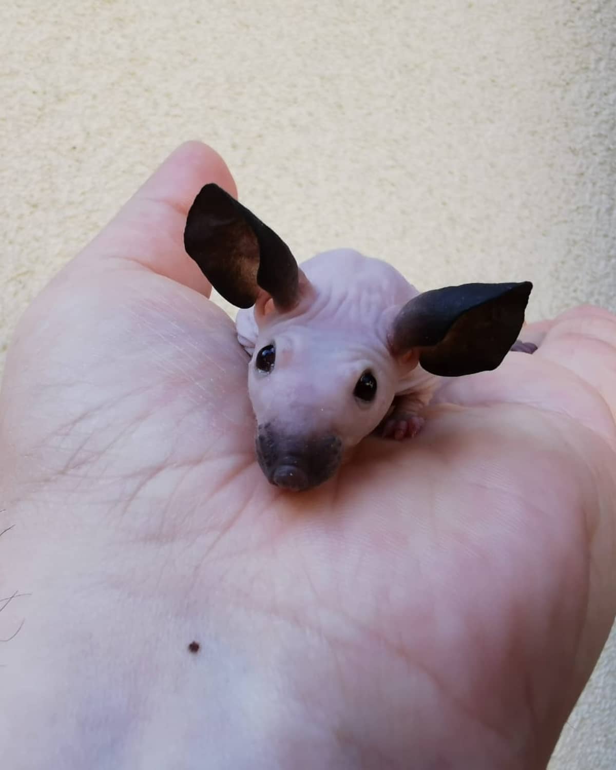 Once_upon_a_mouse: VARIETIES: Seal point siamese & blue point siamese