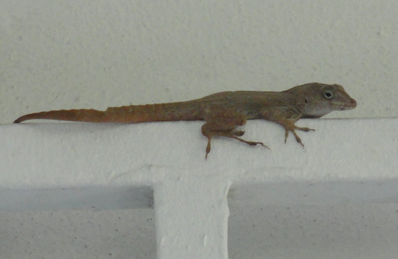 Puerto Rico desde ojos Indios: Lizards in Puerto Rico