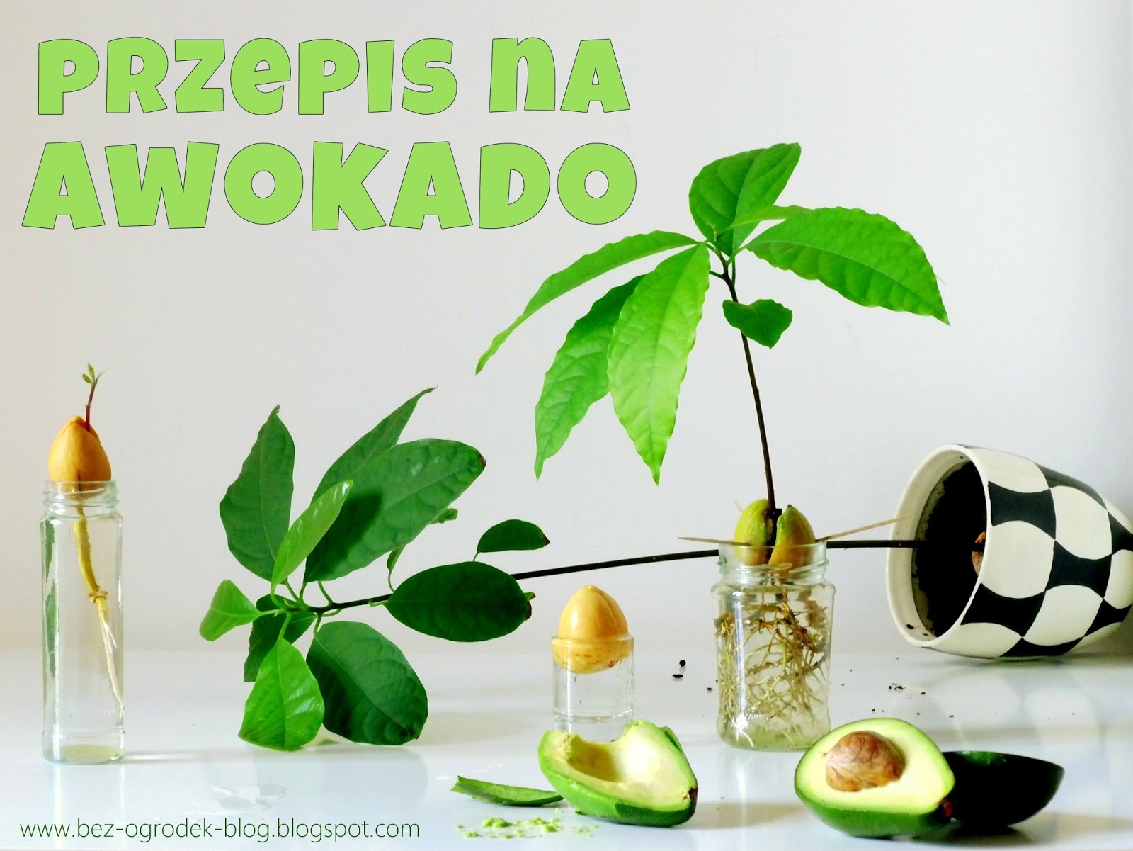 Przepis na awokado z pestki | BEZ-OGRÓDEK | blog ogrodniczy