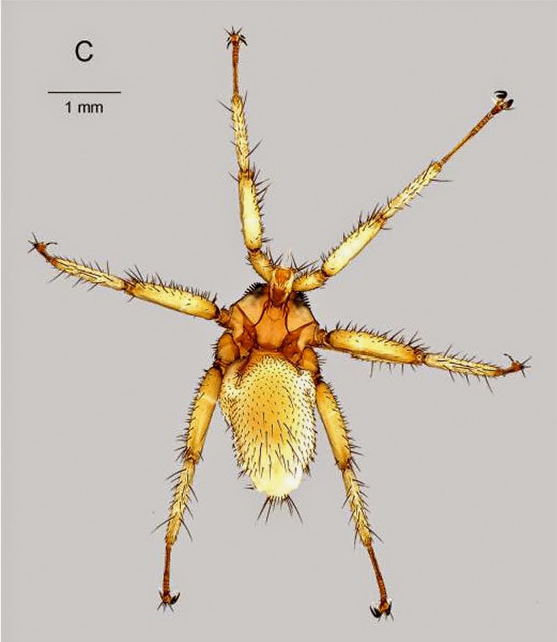 Sciency Thoughts: Nycteribiid Bat Flies from the southwest Indian Ocean.