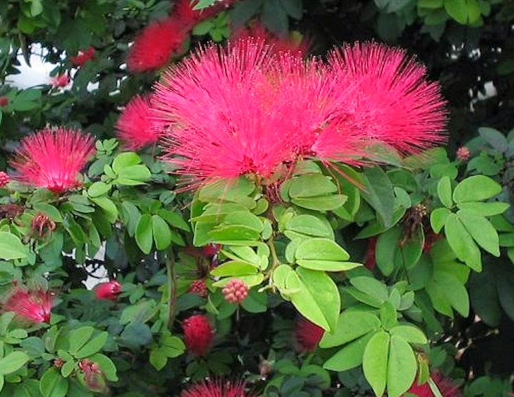 My Virtual Garden 2: Spring in Florida