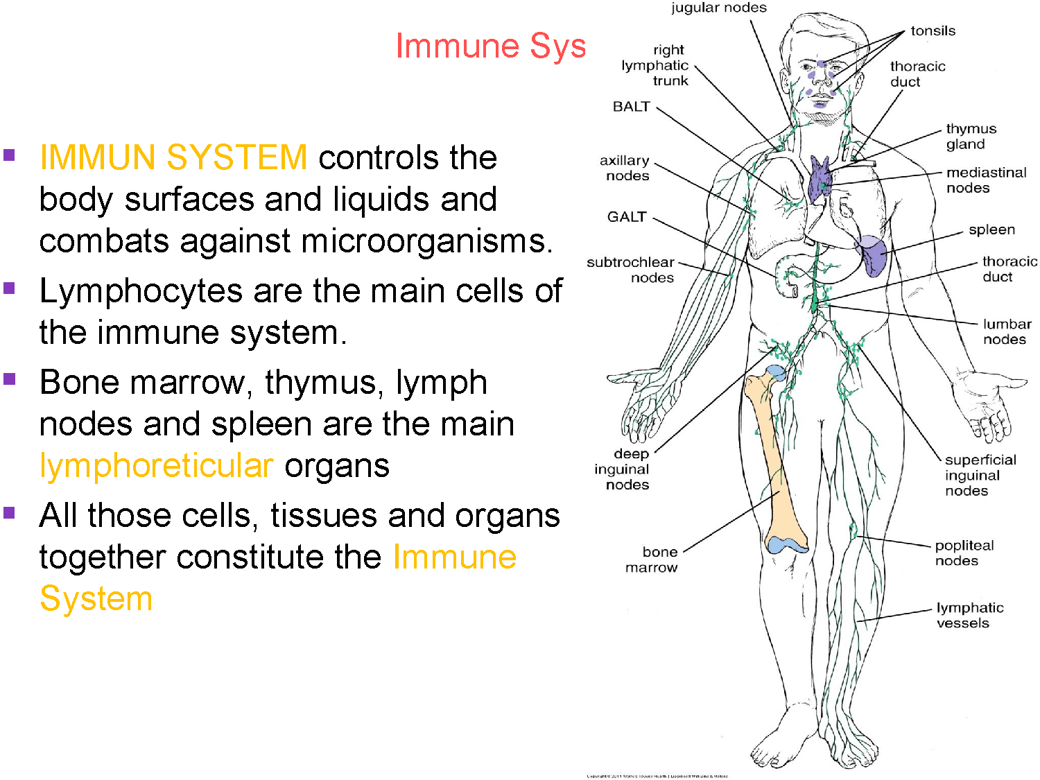 histoloji-embriyoloji notlarım: IMMUNE SYSTEM and LYMPHORETICULAR ...