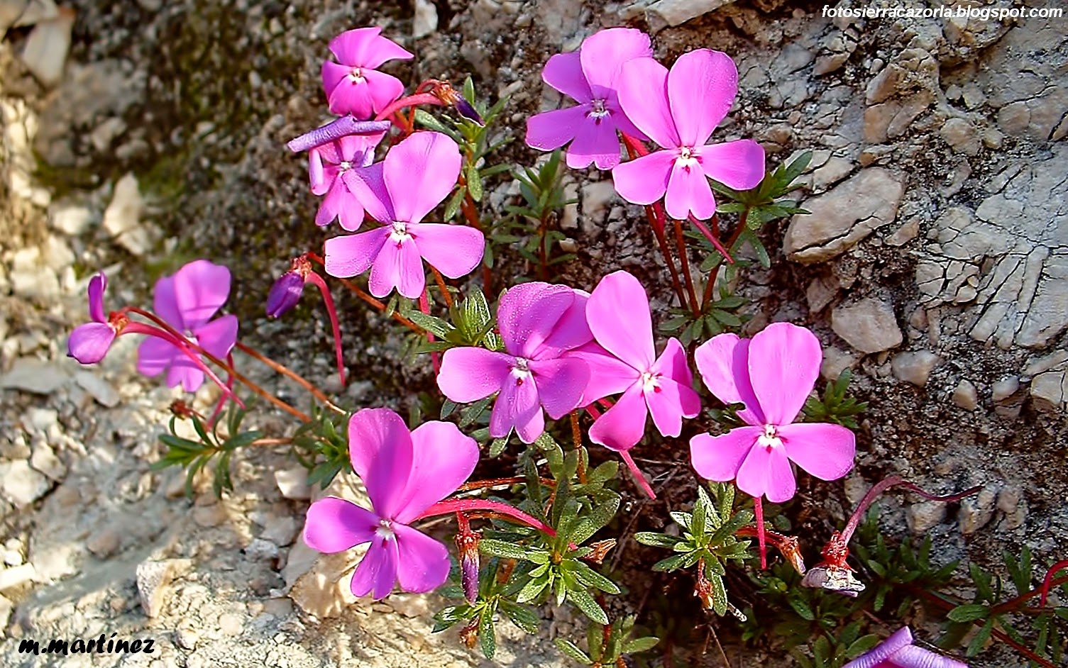 Sierras de Cazorla, Segura y Las Villas.: 18.- La Violeta de Cazorla ...