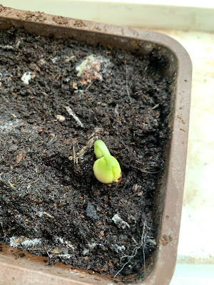 A handful of magic beans