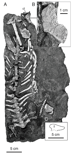 Sciency Thoughts: Martensius bromackerensis: A new species of Caseid ...
