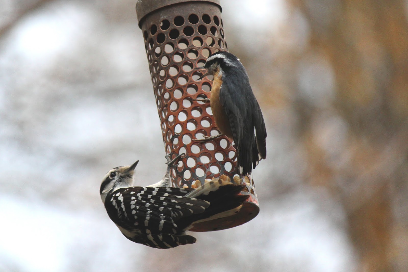 Rob and the Animals: 2018